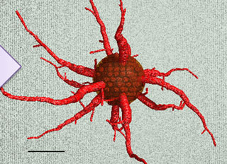 "Robot" cells answer call to arms - Research & Development World