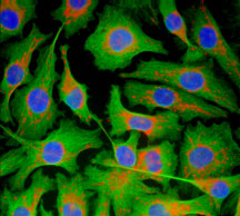 Imaging System - Research & Development World