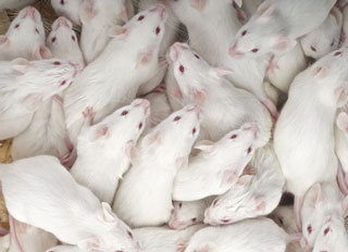 Heparin Derivative Suppresses Neuroblastoma Growth in Mice - Research ...