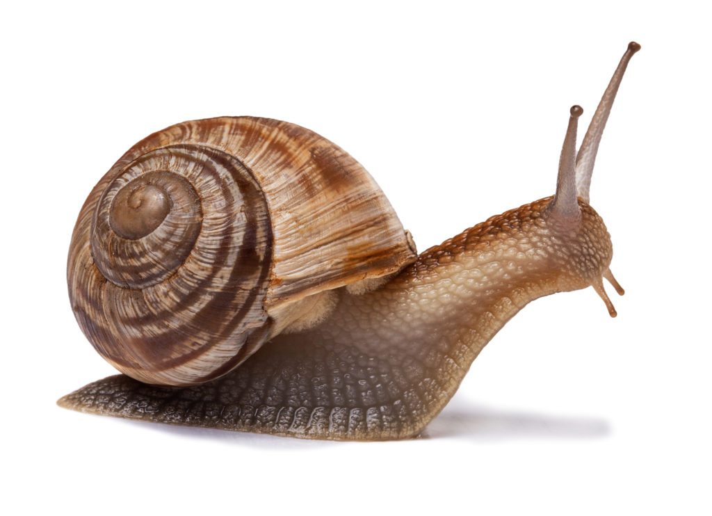Snail Shells Inspire Superior Batteries - Research & Development World