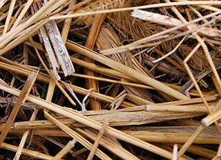 Agricultural waste could be used as biofuel - Research & Development World