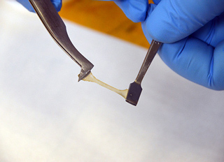 Water heals a bioplastic - Research & Development World