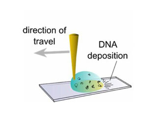 Untangling DNA with a droplet of water, pipet and polymer - Research ...