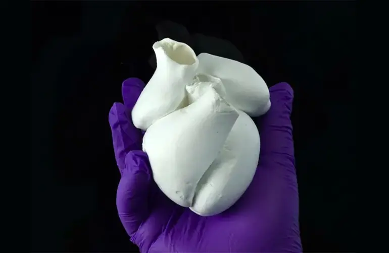 Harvard researchers are closer to human heart fabrication - Research ...