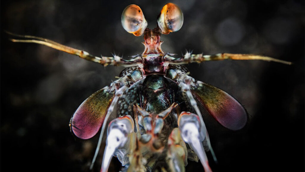 Mantis shrimp’s armor could be boon for protective gear