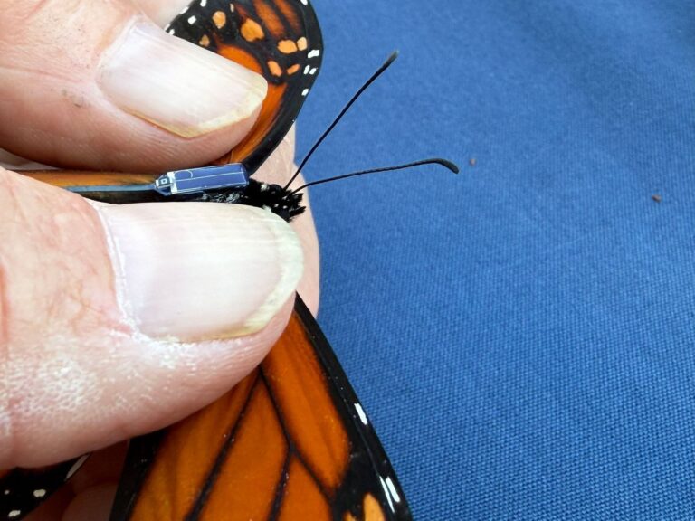 This 60 milligram zero battery sensor tracks monarch migration