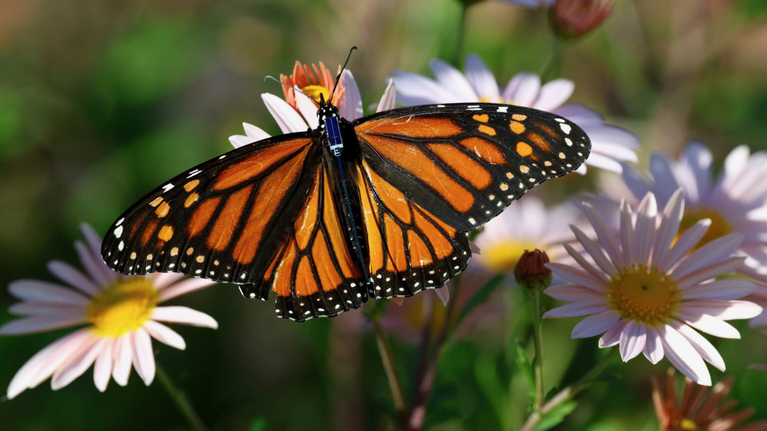 This 60 milligram zero battery sensor tracks monarch migration